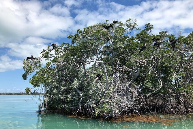 Private 2 hour Mangrove Ecotour - Why This Tour Stands Out