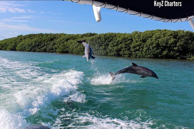 Private 2 hour Mangrove Ecotour - The Sum Up: Is It Worth It?