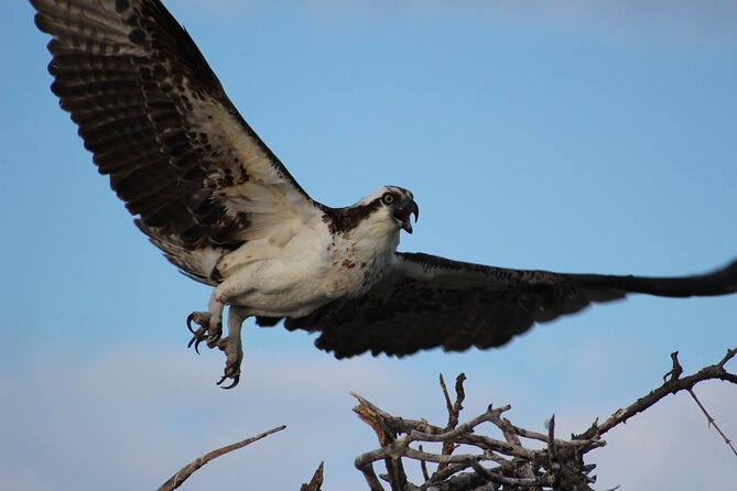 Private 2 hour Mangrove Ecotour - FAQ