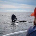 Private 2hr Supreme Whale/Dolphin Watching Tour, Newport Beach CA - Why This Tour Offers Great Value