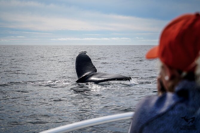 Private 2hr Supreme Whale/Dolphin Watching Tour, Newport Beach CA - Why This Tour Offers Great Value