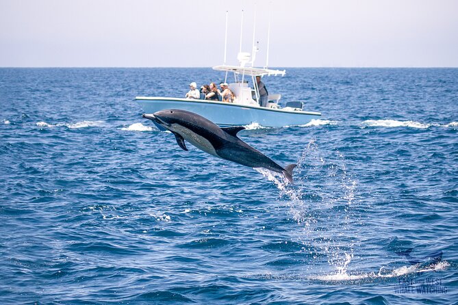 Private 2hr Supreme Whale/Dolphin Watching Tour, Newport Beach CA - The Detailed Itinerary and Why It Matters