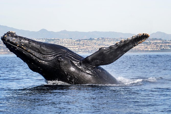 Private 2hr Supreme Whale/Dolphin Watching Tour, Newport Beach CA - Who Would Love This Experience?