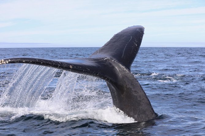 Private 2hr Supreme Whale/Dolphin Watching Tour, Newport Beach CA - Final Thoughts