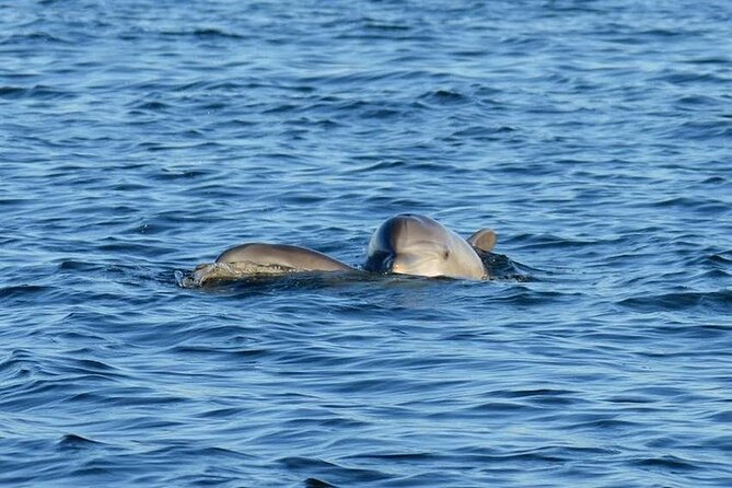 Private 3 Hour Powerboat Dolphin Cruise with Remote Beach Stop up to 6 guests - The Experience in Detail: What to Expect from Each Part of the Tour
