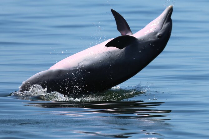 Private 3 Hour Powerboat Dolphin Cruise with Remote Beach Stop up to 6 guests - FAQs