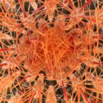 Private-36 Hour Adventure in Joshua Tree National Park - Why This Tour Offers Great Value