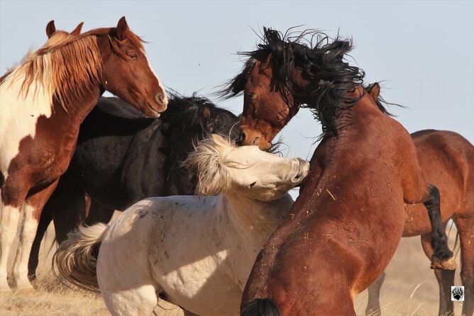 Private 4 Hour Red Canyon Wild Mustang Air Conditioned Van Tours - The Full Experience: What to Expect from the Tour