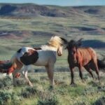Private 4 Hour Red Canyon Wild Mustang Air Conditioned Van Tours - Who Should Book This Tour?