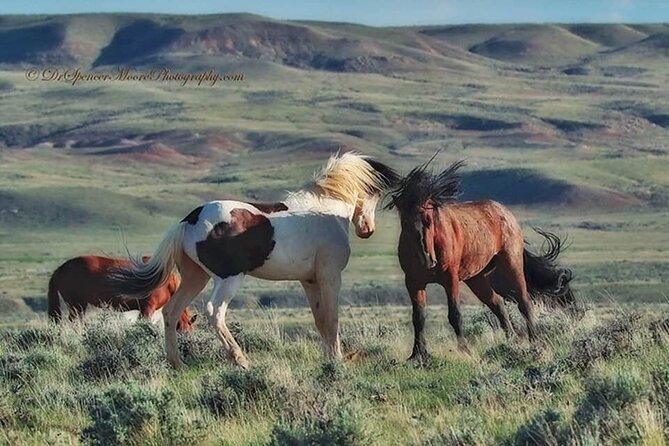 Private 4 Hour Red Canyon Wild Mustang Air Conditioned Van Tours - Who Should Book This Tour?
