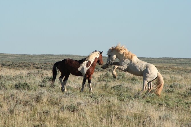 Private 4 Hour Red Canyon Wild Mustang Air Conditioned Van Tours - FAQ (Frequently Asked Questions)