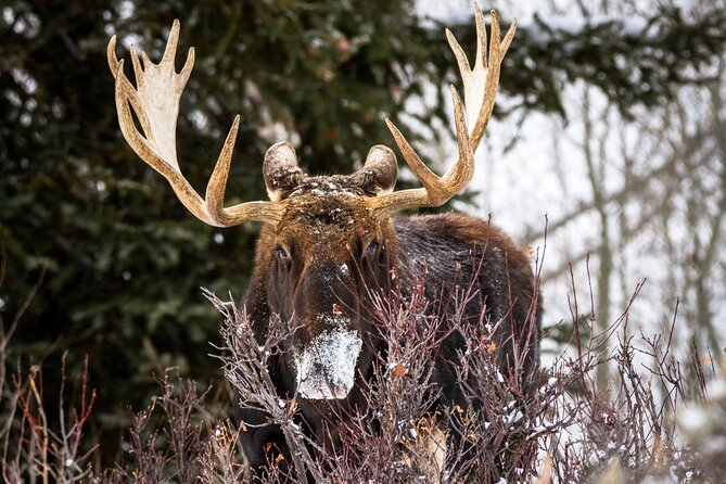 Private 4 hour Snowshoe in Grand Teton National Park - Who Should Consider This Tour?