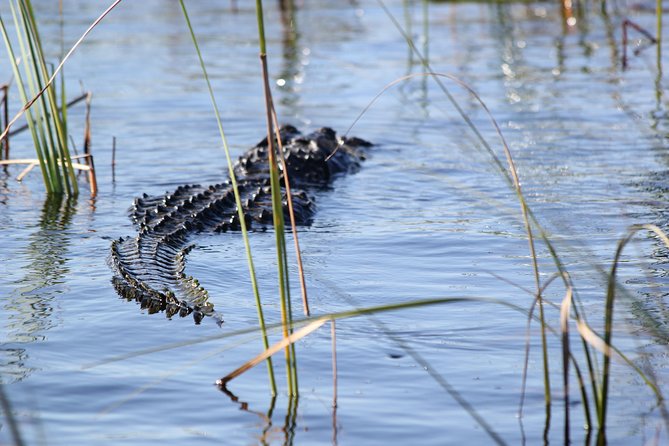 Private 4-hour Tour of Everglades from Miami Dade - Final Thoughts  