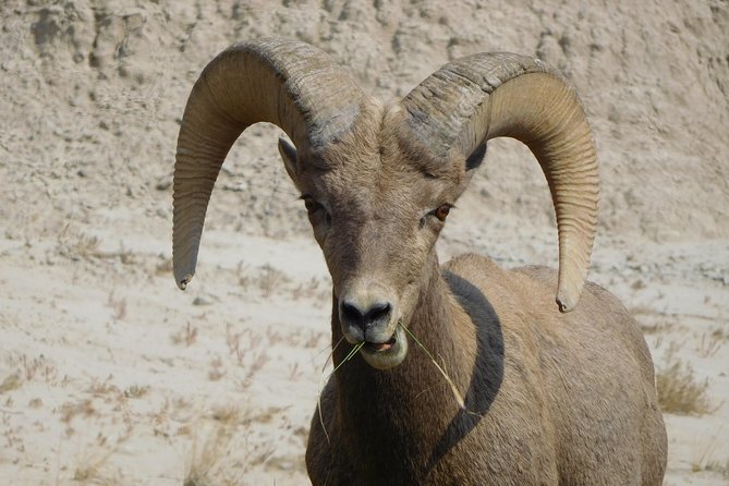 Private 5 Hour Badlands Tour with Local Experts - What Makes This Tour Stand Out?