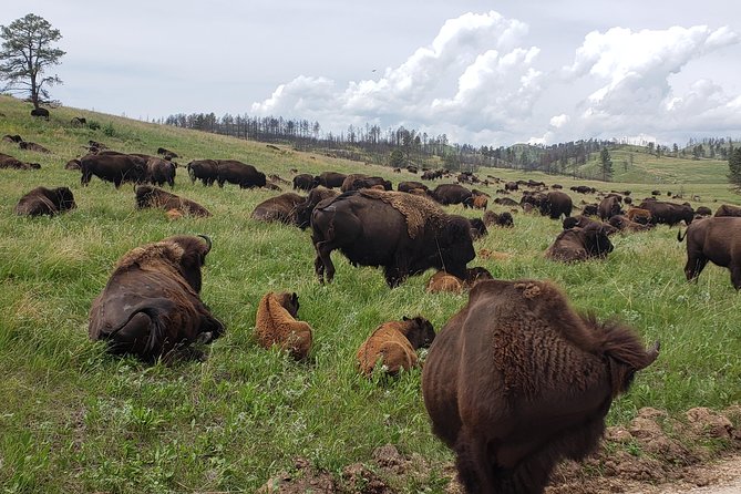 Private 5 Hour Black Hills Tour with Local Experts - Exploring the Itinerary in Detail
