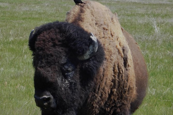 Private 5 Hour Black Hills Tour with Local Experts - Why This Tour Might Be Worth It