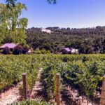 Private 5-Hour Transportation from Paso Robles or Atascadero - The Itinerary: Flexibility Is the Name of the Game