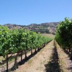 Private 6 Hour Napa Valley Wine Tour - Transportation & Service Details