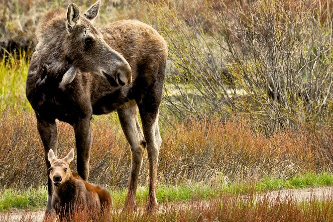 Private 8-Hour Grand Teton Adventure - The Sum Up
