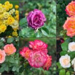 Private Afternoon Portland City Tour - Who Will Love This Tour?
