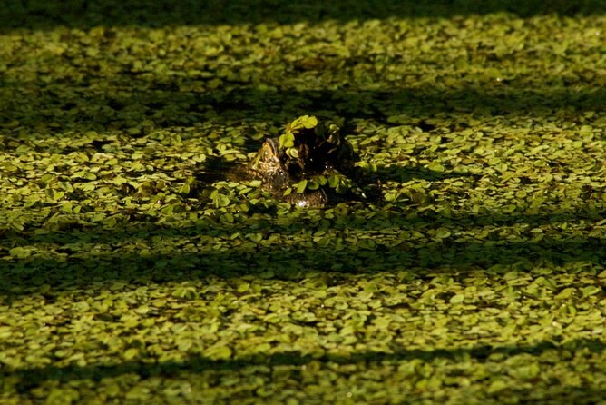 Private Airboat Swamp Tour - Final Thoughts