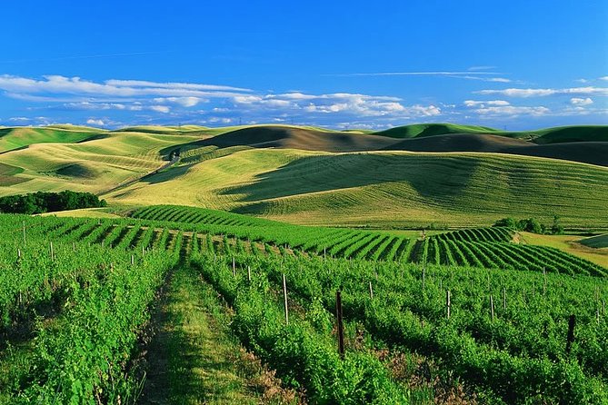Private Airport Transfer from SFO to Sonoma Valley - Who Will Love This Service