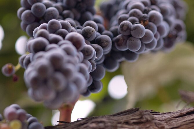 Private All-Inclusive 3-Winery SYV Tour from Santa Barbara - Who Will Love This Tour?
