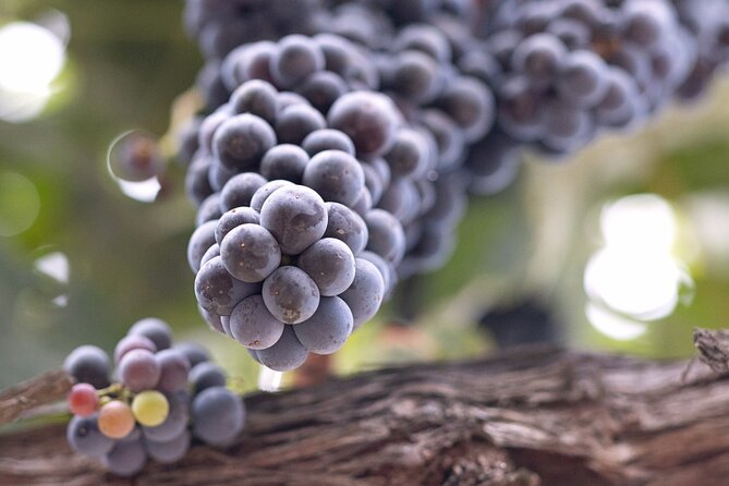 Private All-Inclusive 3-Winery Tour Santa Ynez/Solvang/Buellton - Transportation and Duration