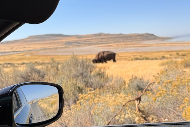 Private Antelope Island & Great Salt Lake Tour - What to Expect in Terms of Value and Experience