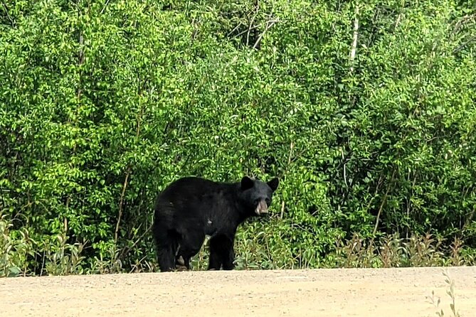 Private Arctic Circle Expedition from Fairbanks - Why This Tour Offers Great Value
