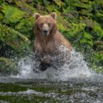 Private Bear Viewing By Seaplane - The Value and Practicalities