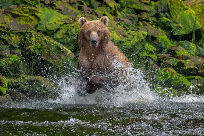 Private Bear Viewing By Seaplane - The Value and Practicalities