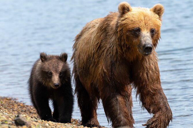 Private Bear Viewing By Seaplane - Authentic Reviews and What They Reveal