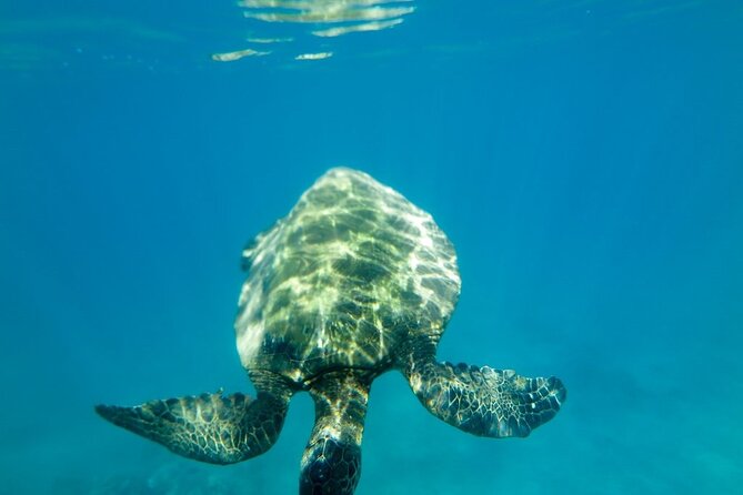 Private Beginner Paddleboard Lesson with Snorkel in Turtle Town - The Value Proposition