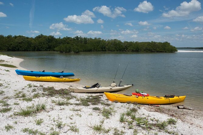 Private Best of Marco Island Dolphin Tour - An In-Depth Look at the Private Best of Marco Island Dolphin Tour