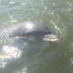 Private Best of Marco Island Tour - What’s Included & What’s Not