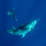 Private Big Island Snorkeling - What Reviewers Say