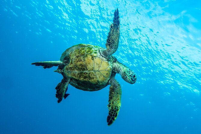 Private Big Island Snorkeling - Why Choose This Tour?