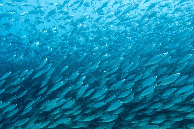Private Big Island Snorkeling - Final Thoughts: Who Is This Tour Perfect For?