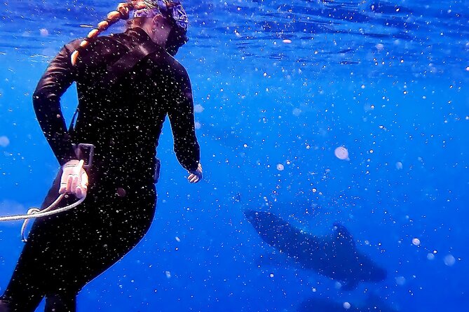 Private Biologist-Led Sea'fari (up to 10 passengers) - What the Tour Includes and What You Can Expect