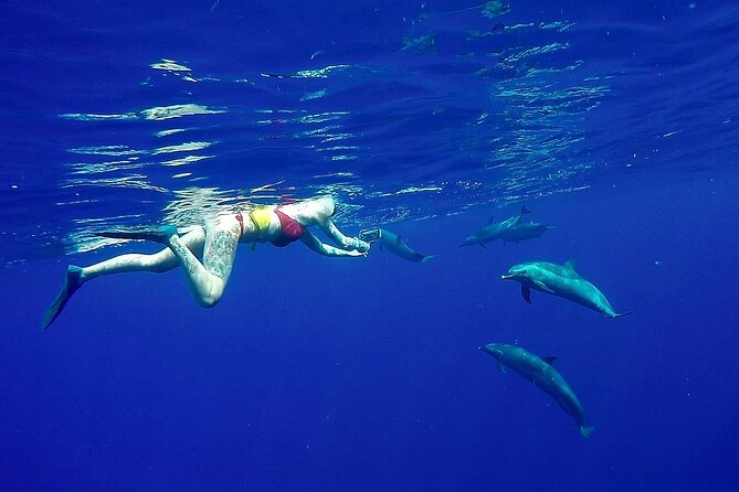 Private Biologist-Led Sea'fari (up to 10 passengers) - The Itinerary in Detail