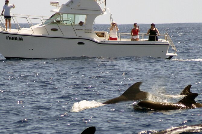 Private Biologist-Led Sea'fari (up to 10 passengers) - Practical Tips for Your Marine Safari