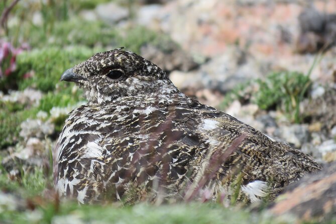 Private Birding Hike in Rocky Mountain National Park - The Sum Up