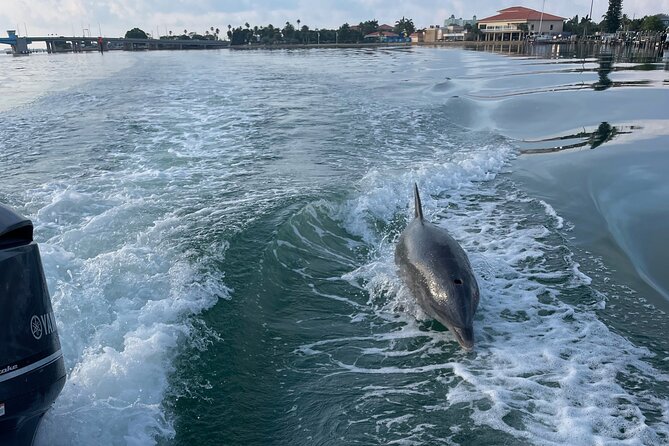 Private boat offering dolphin watching, island excursions and nature tours - What to Expect from the Tour