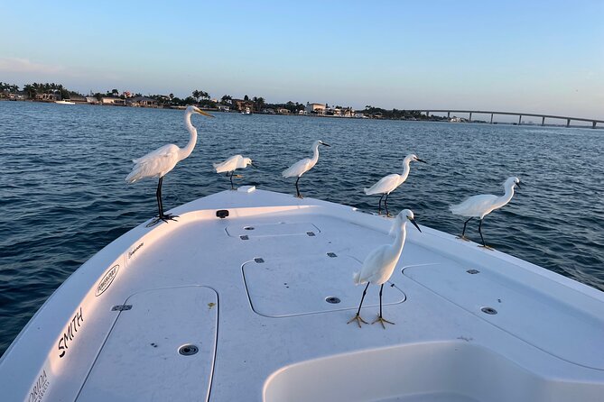 Private boat offering dolphin watching, island excursions and nature tours - The Value of the Experience: Is It Worth the Price?