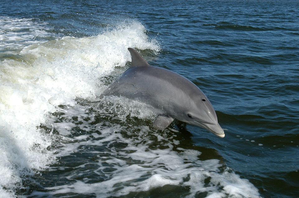 Private Boat Tour, Sunset Cruise, Island Hopping and more! - Authentic Insights from Reviews