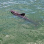 Private Boat Tour up to 12 People Fort Myers Beach and Sanibel - Value for Money