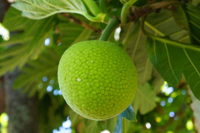 Private Botanical Garden Experience in the Heart of Maui - Introducing the Private Botanical Garden Experience in Maui