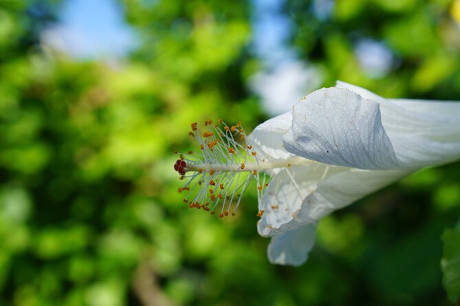 Private Botanical Garden Experience in the Heart of Maui - Practical Details and Value