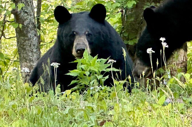 Private Boutique Blue Ridge Parkway Full Day Tour - The Itinerary Breakdown: What You Can Expect